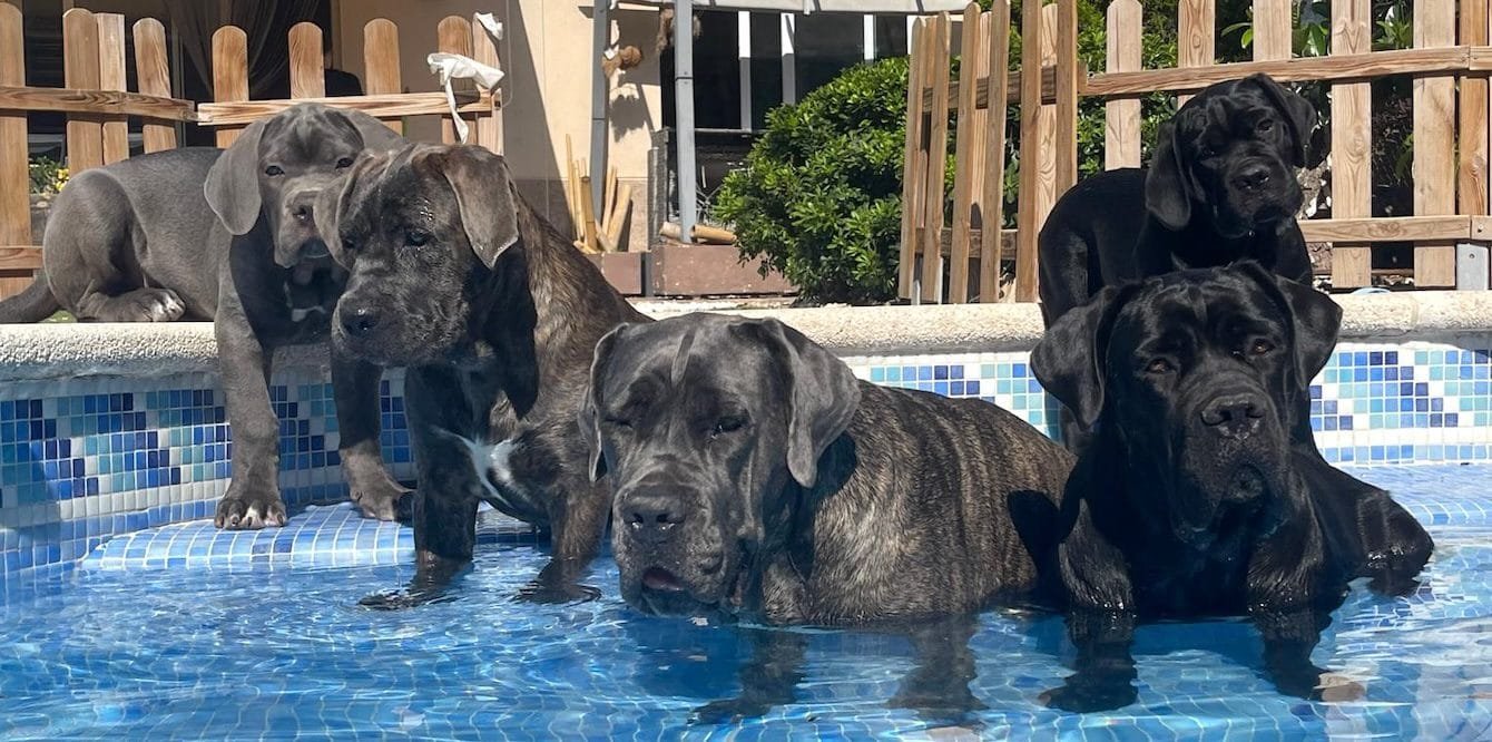 Nuestros Cane Corso: El origen de todo - Criadero Cane Corso Dinasty Roschi